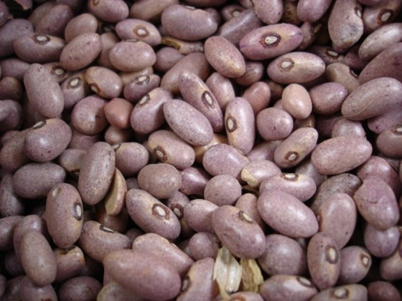 Beans (Revised) | Infonet Biovision Home.